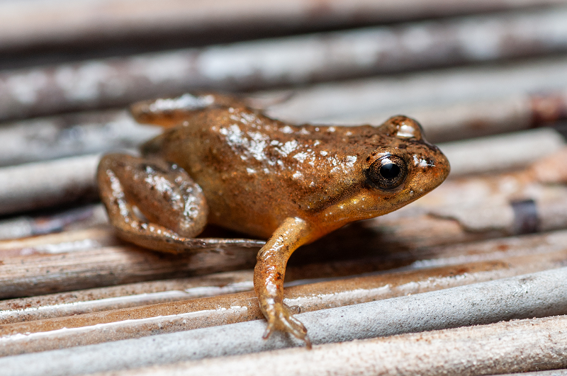 Species threat status and protection level